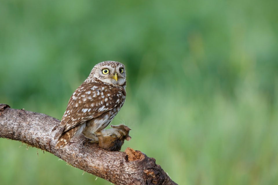 8 Ways To Attract Owls To Your Backyard