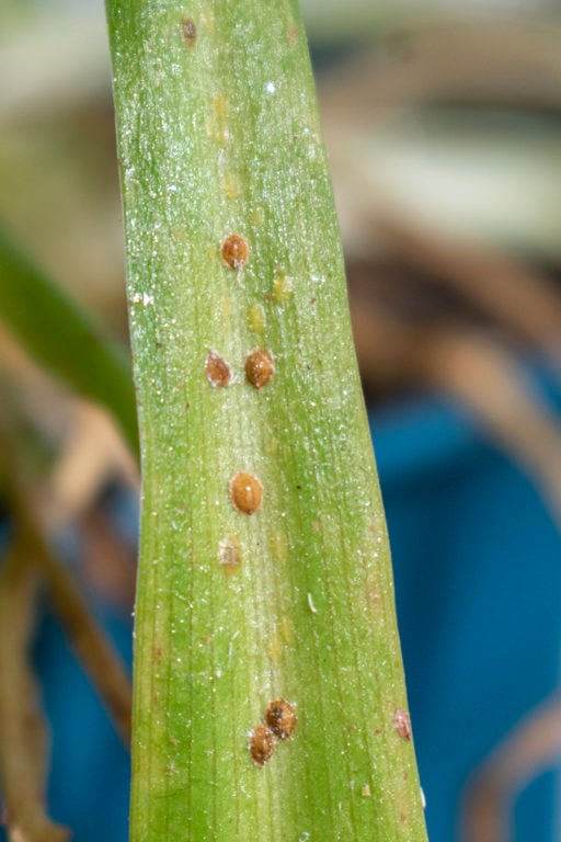 How To Get Rid Of Scale On Houseplants + The One Thing Not To Do