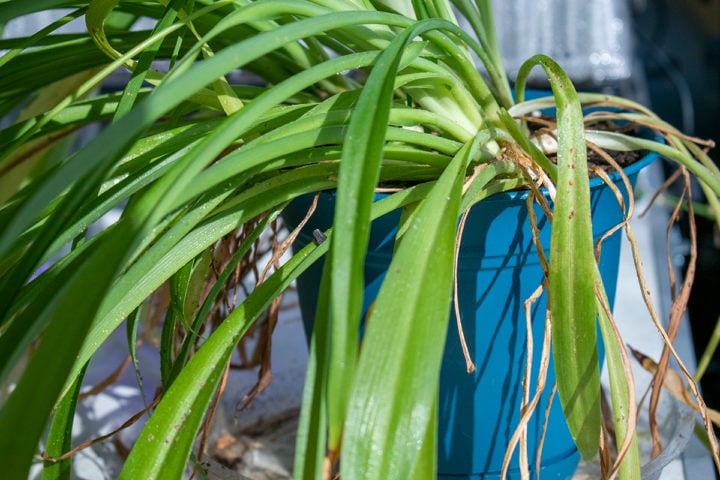 How To Get Rid Of Scale On Houseplants + The One Thing Not To Do