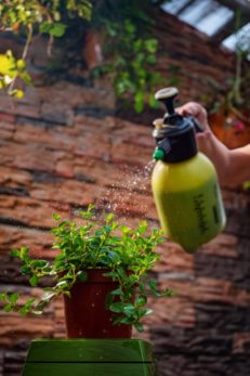 How To Get Rid Of Scale On Houseplants + The One Thing Not To Do