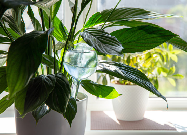 8 Houseplant Watering Hacks Every Indoor Gardener Needs To Know
