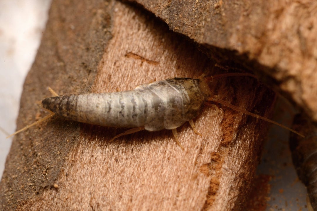 7 Ways to Get Rid of Silverfish Once and For All