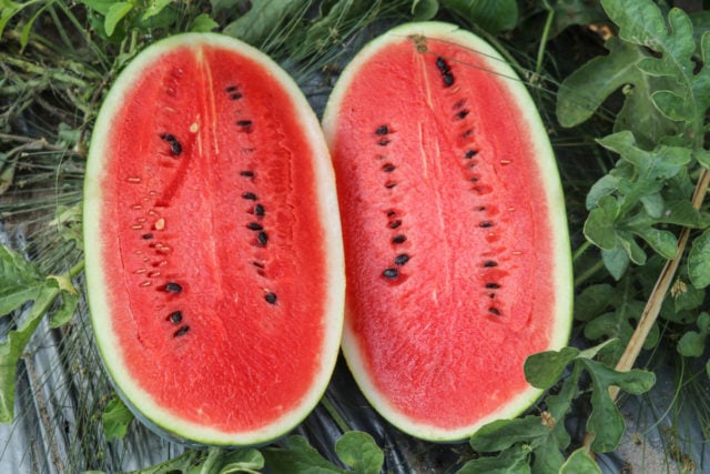 8 Secrets to Grow Amazing Watermelon + How to Know When They're Ripe