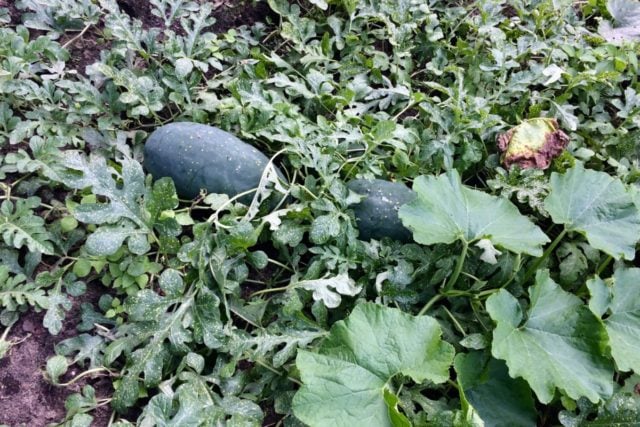 8 Secrets to Grow Amazing Watermelon + How to Know When They're Ripe