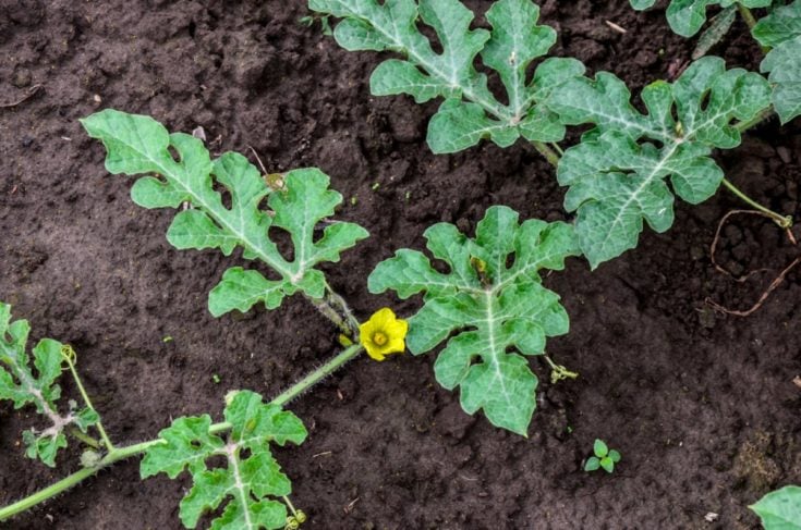 8 Secrets to Grow Amazing Watermelon + How to Know When They're Ripe