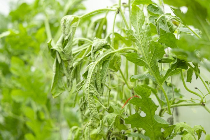 8 Secrets to Grow Amazing Watermelon + How to Know When They're Ripe