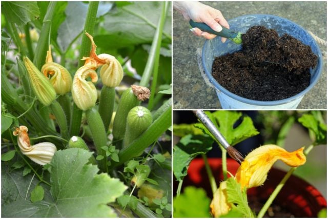 6 Zucchini Growing Secrets For Your Biggest Ever Harvest This Summer