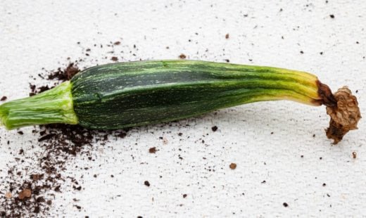 6 Zucchini Growing Secrets For Your Biggest Ever Harvest This Summer