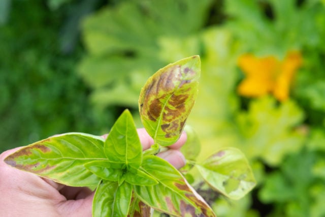 6 Common Basil Growing Problems & How To Fix Them