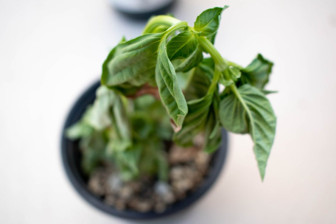 6 Common Basil Growing Problems & How To Fix Them