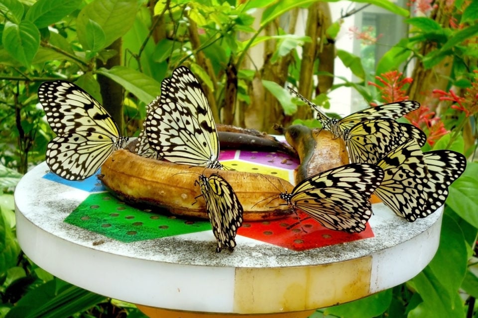8 DIY Butterfly Feeder Ideas + 5 More Ways To Attract Butterflies