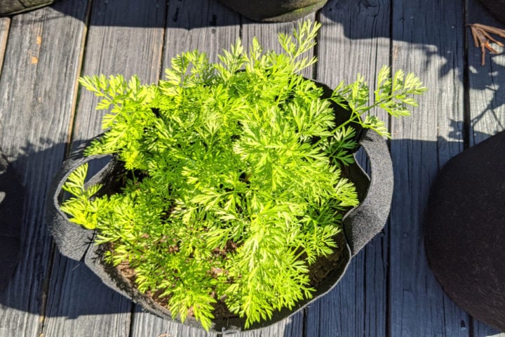 8 Secrets to Growing Carrots in Containers