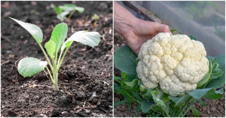 7 Secrets to Grow Huge Heads of Cauliflower