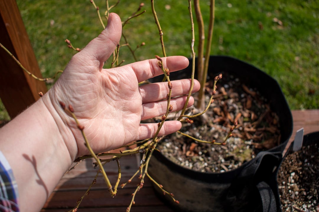How & When To Fertilize Blueberry Bushes For Buckets Of Berries