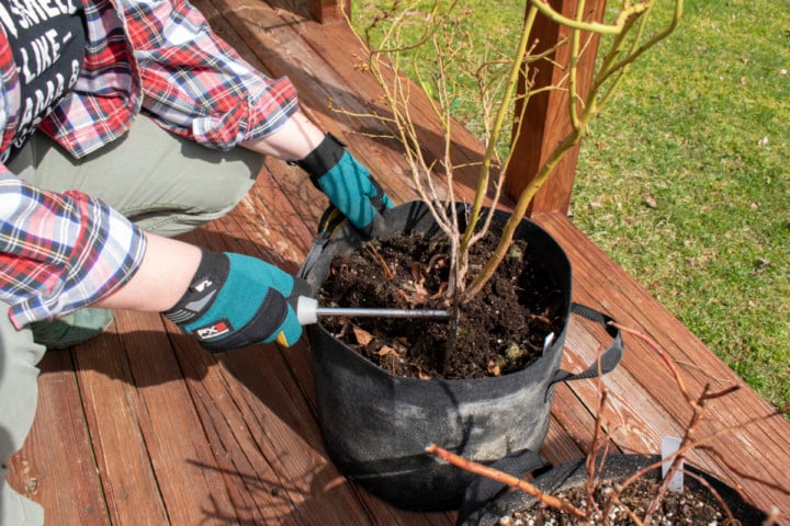 How & When To Fertilize Blueberry Bushes For Buckets Of Berries
