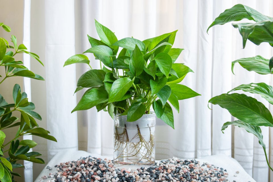 7 Houseplants You Can Grow In Water - No Soil Required