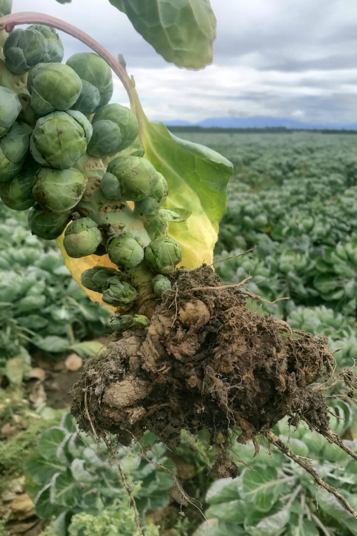How To Grow The Best Brussels Sprouts: From Seed To Harvest