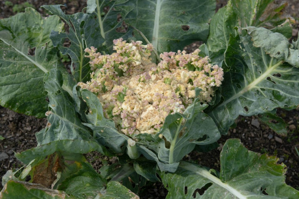 7 Secrets to Grow Huge Heads of Cauliflower