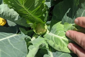 7 Secrets to Grow Huge Heads of Cauliflower