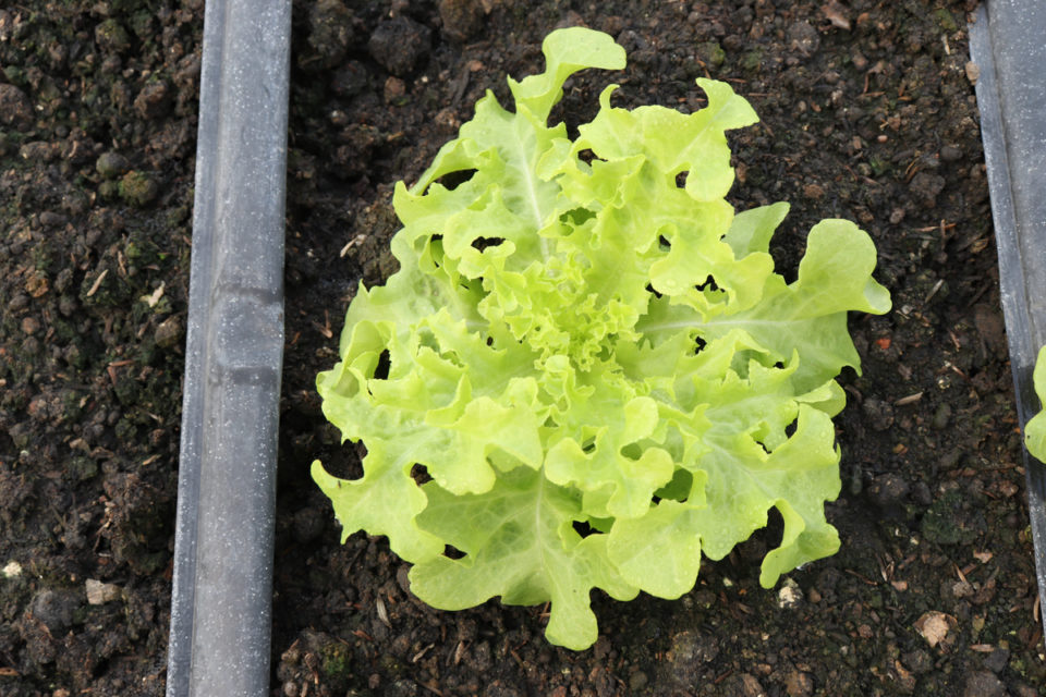 Grow Your Vitamins - 20 Most Nutrient Dense Veggies to Grow in Your Garden