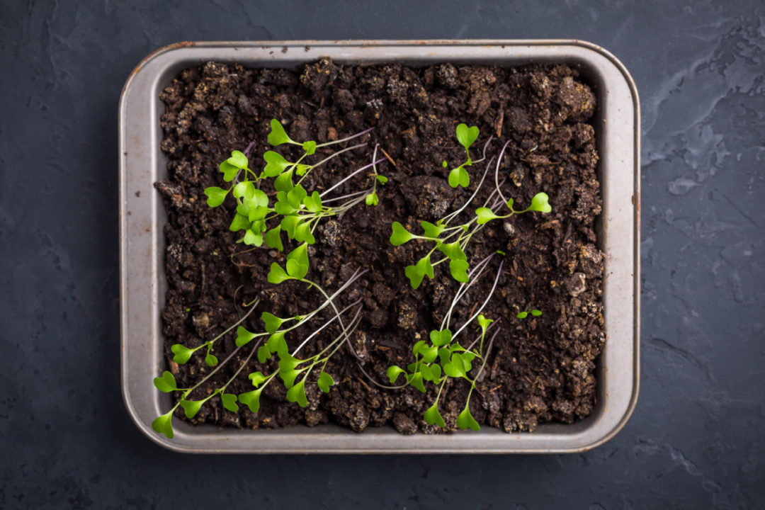 Leggy Seedlings: How To Prevent & Fix Long & Floppy Seedlings