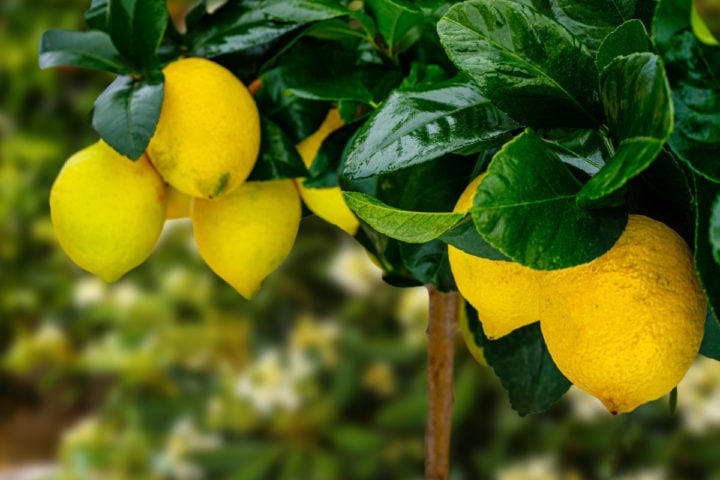 How To Grow A Meyer Lemon Tree Indoors That Actually Produces Lemons