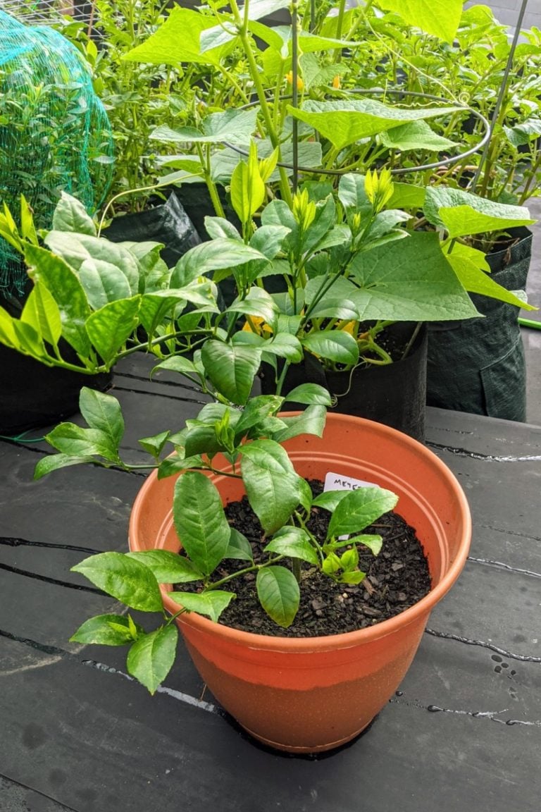 How To Grow A Meyer Lemon Tree Indoors That Actually Produces Lemons