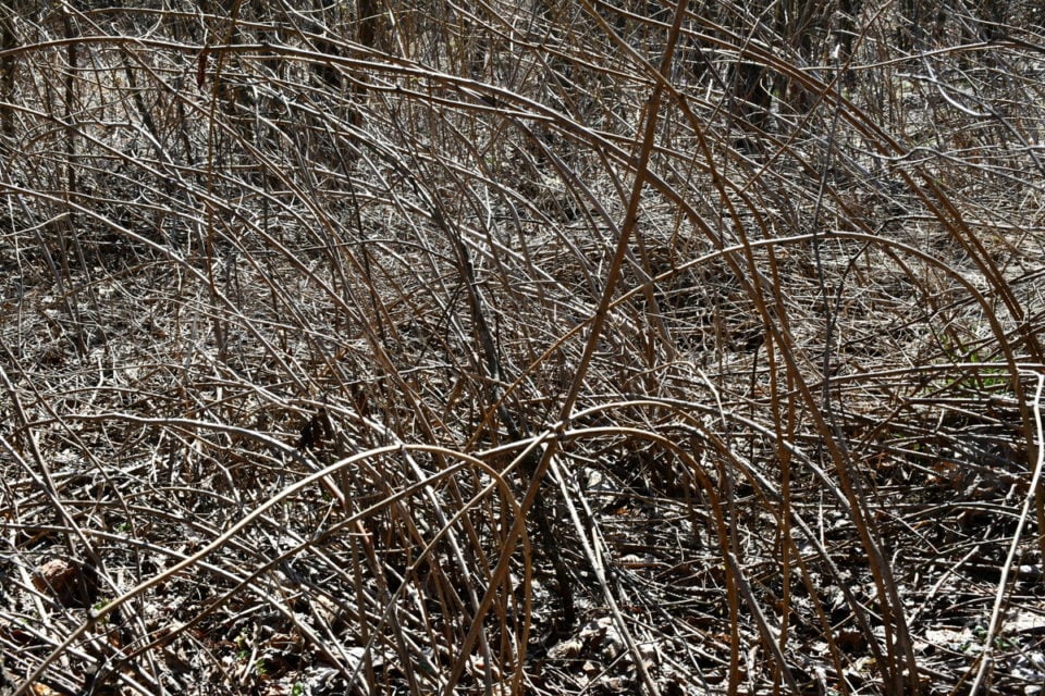 7 Secrets For Your Best Ever Raspberry Harvest