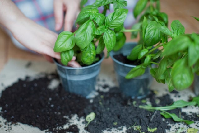 6 Common Basil Growing Problems & How To Fix Them
