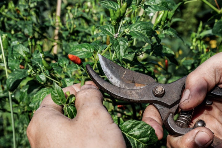How To Prune Pepper Plants For Huge Yields