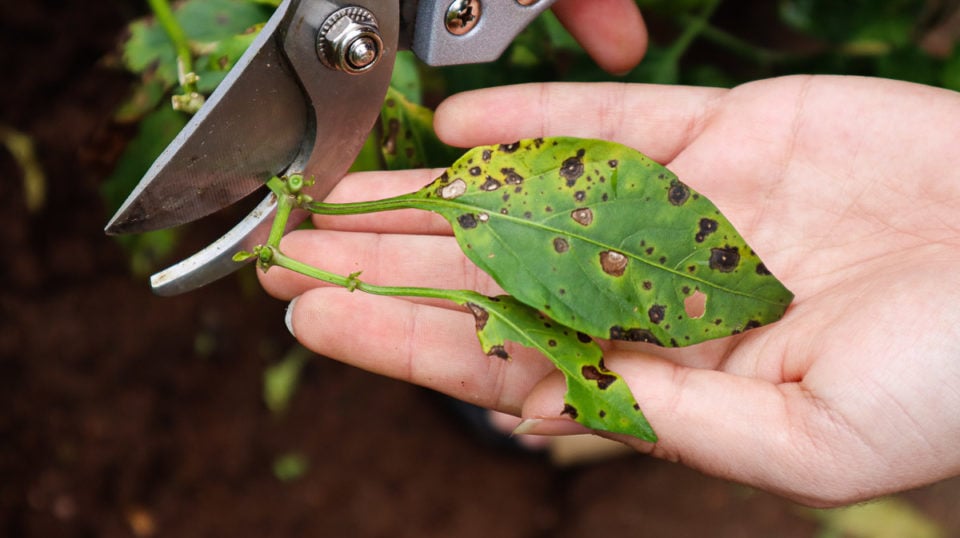 How To Prune Pepper Plants For Huge Yields
