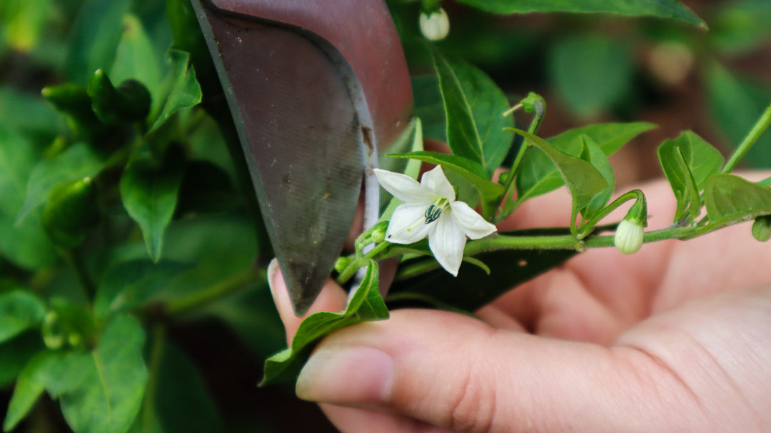 How To Prune Pepper Plants For Huge Yields