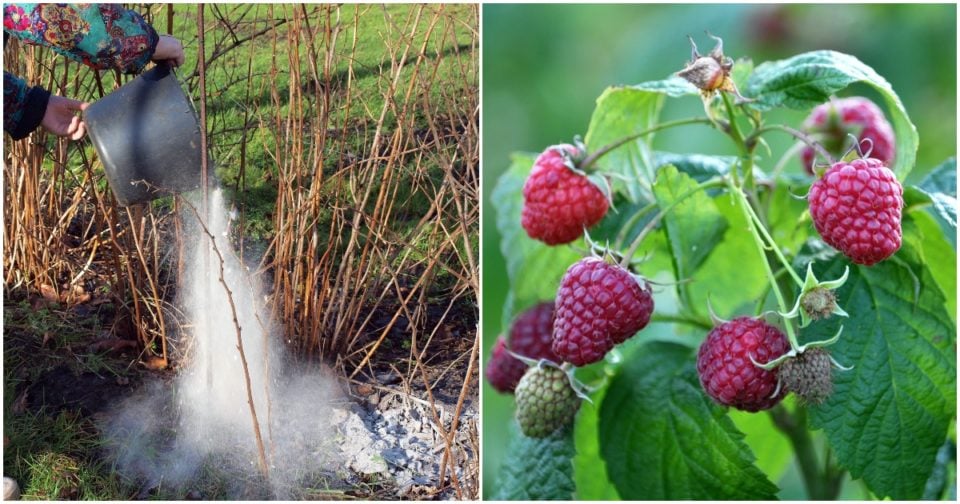 7 Secrets For Your Best Ever Raspberry Harvest