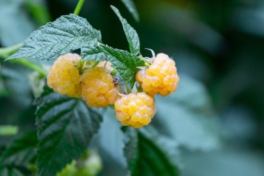 7 Secrets For Your Best Ever Raspberry Harvest