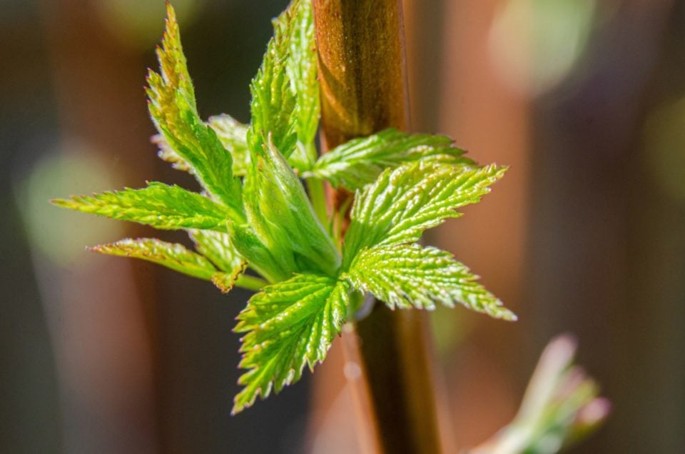 7 Secrets For Your Best Ever Raspberry Harvest