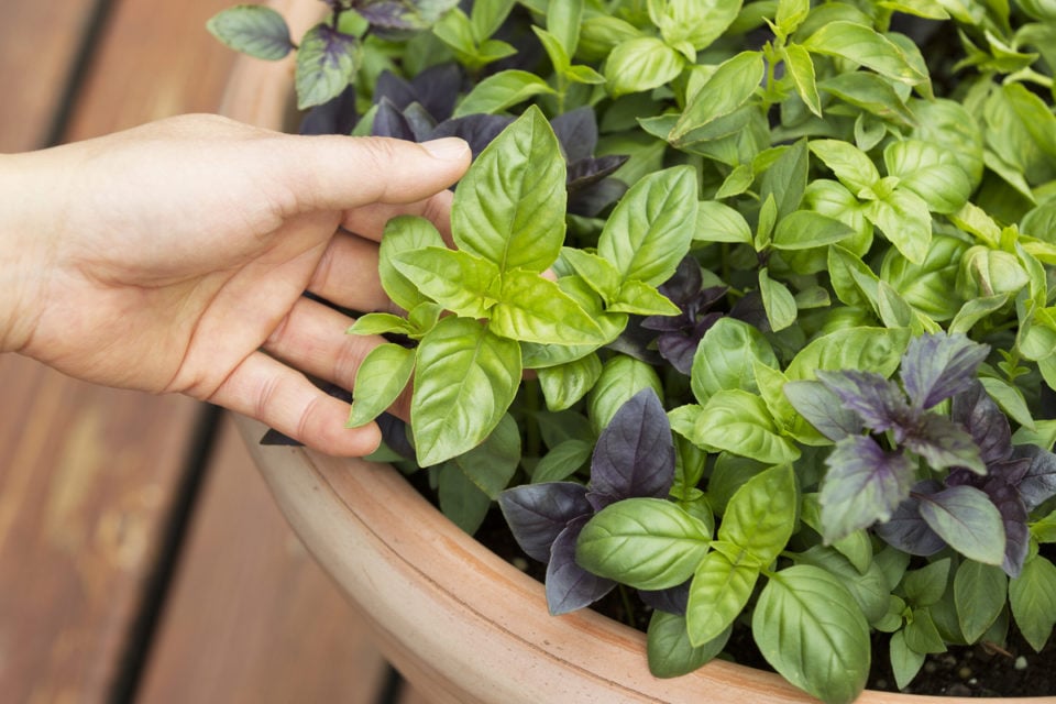 6 Common Basil Growing Problems & How To Fix Them