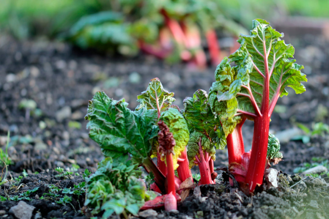 7 Essential Spring Rhubarb Jobs For A Bumper Harvest