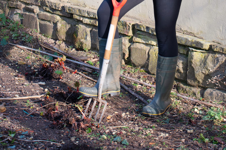 7 Essential Spring Rhubarb Jobs For A Bumper Harvest