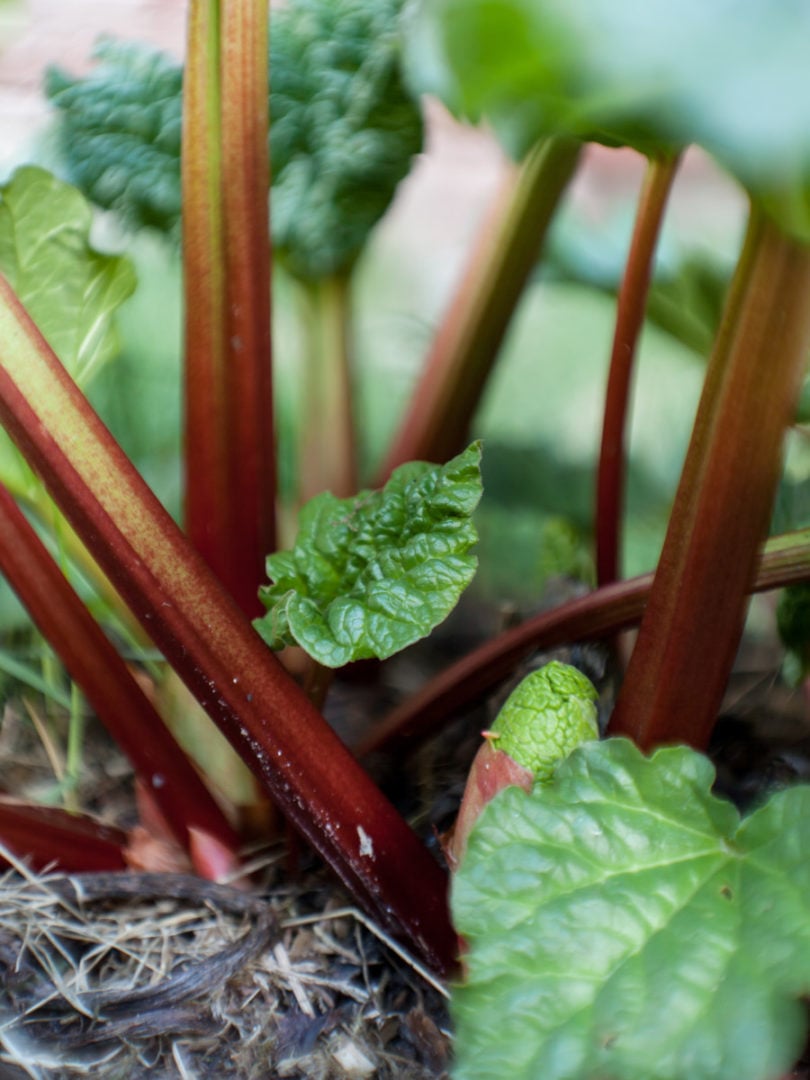 7 Essential Spring Rhubarb Jobs For A Bumper Harvest