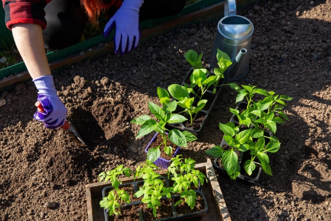 Transplanting Seedlings Outside: 11 Essential Steps For Success