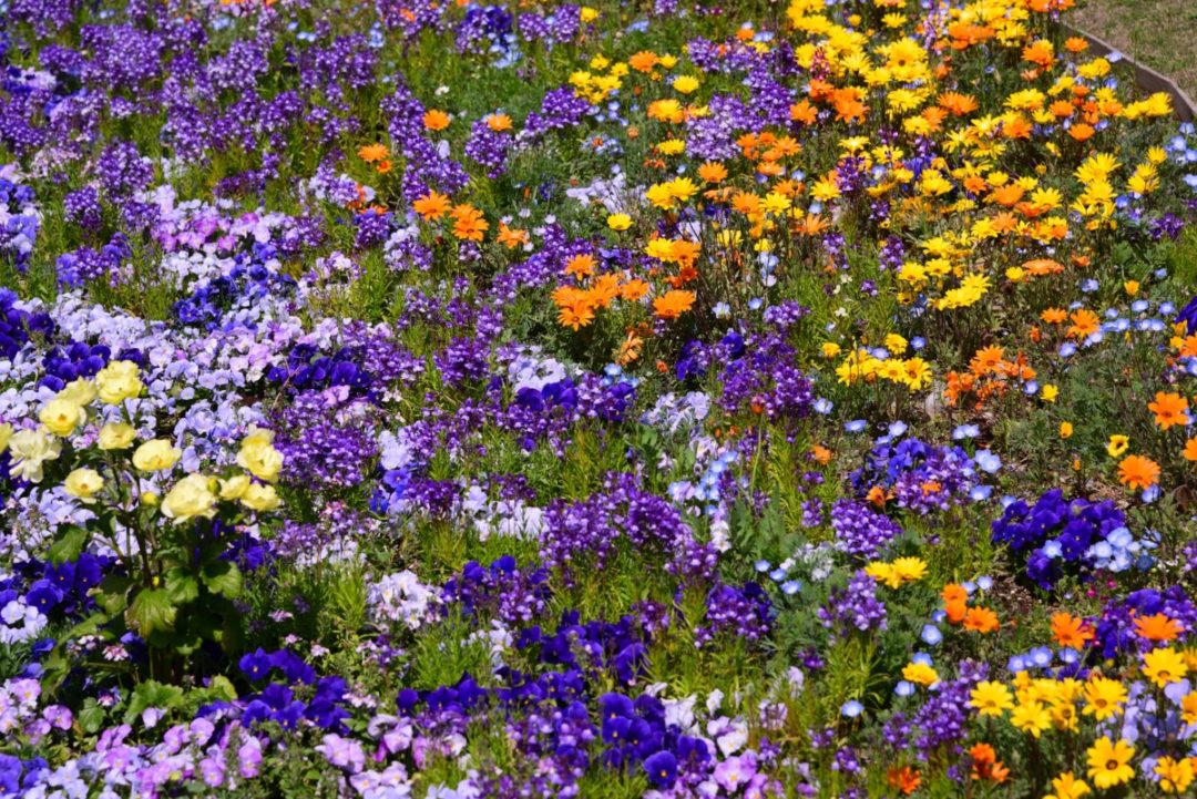 20 Flowers That Are as Useful as They Are Pretty