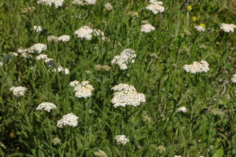 15 Reasons to Grow Yarrow & How To Use It