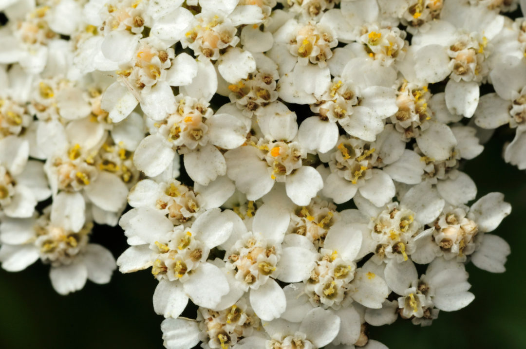 15 Reasons to Grow Yarrow & How To Use It