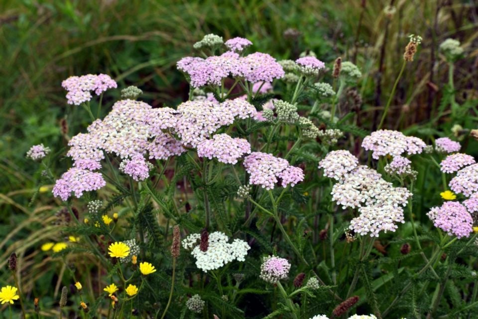 15 Reasons to Grow Yarrow & How To Use It