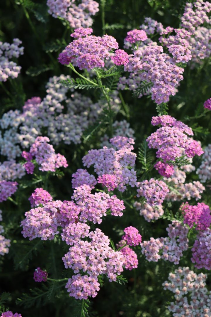 15 Reasons to Grow Yarrow & How To Use It