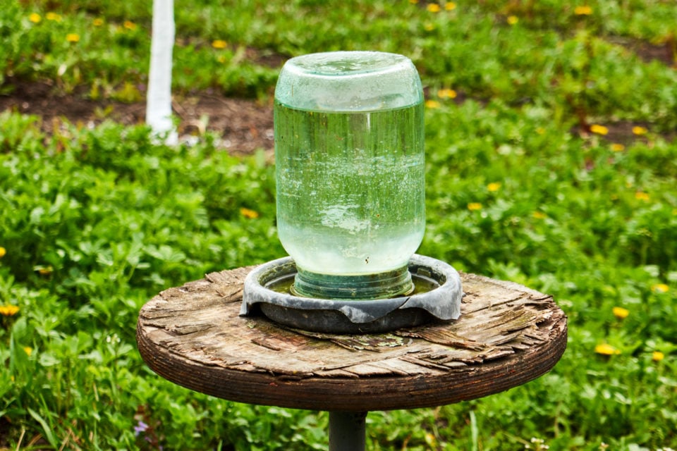 7 Bee Watering Station Ideas to Provide Drinking Water for Bees