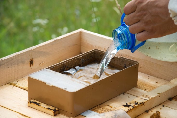 7 Bee Watering Station Ideas to Provide Drinking Water for Bees