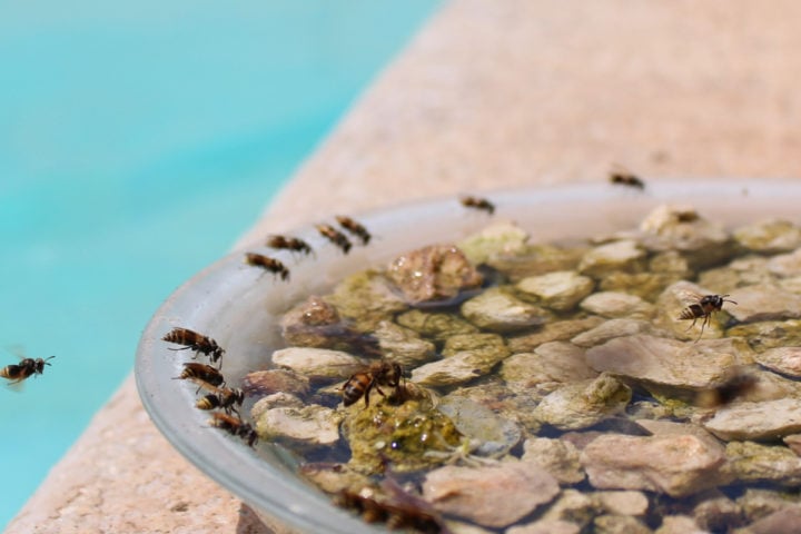 7 Bee Watering Station Ideas to Provide Drinking Water for Bees