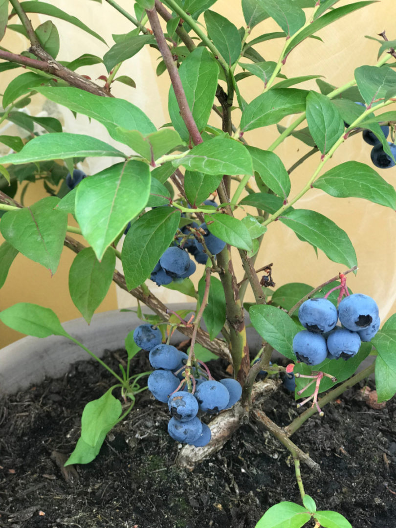 7 Best Berry Varieties To Grow In Containers