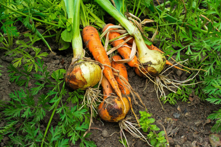 6 Destructive Carrot Pests To Look Out For (& How To Stop Them)